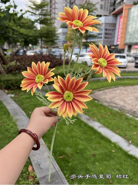 Hoa cúc Daisy 3b Cam - Bông Xiên Decor